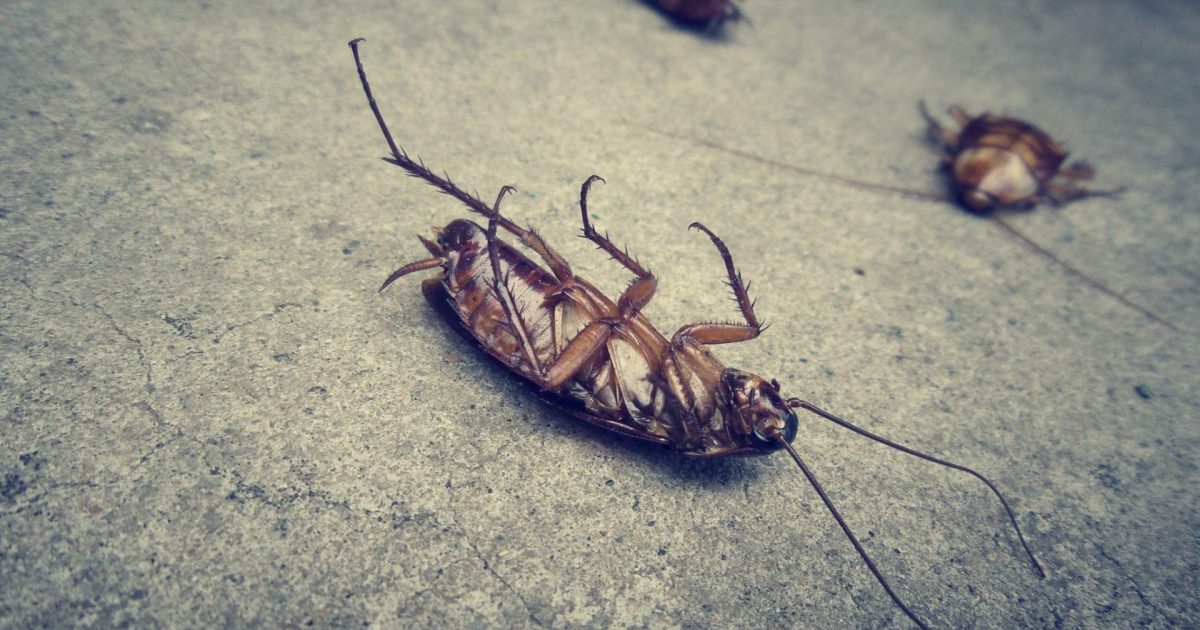 Cockroach Pest Control Christchurch | Get Rid of Cockroaches