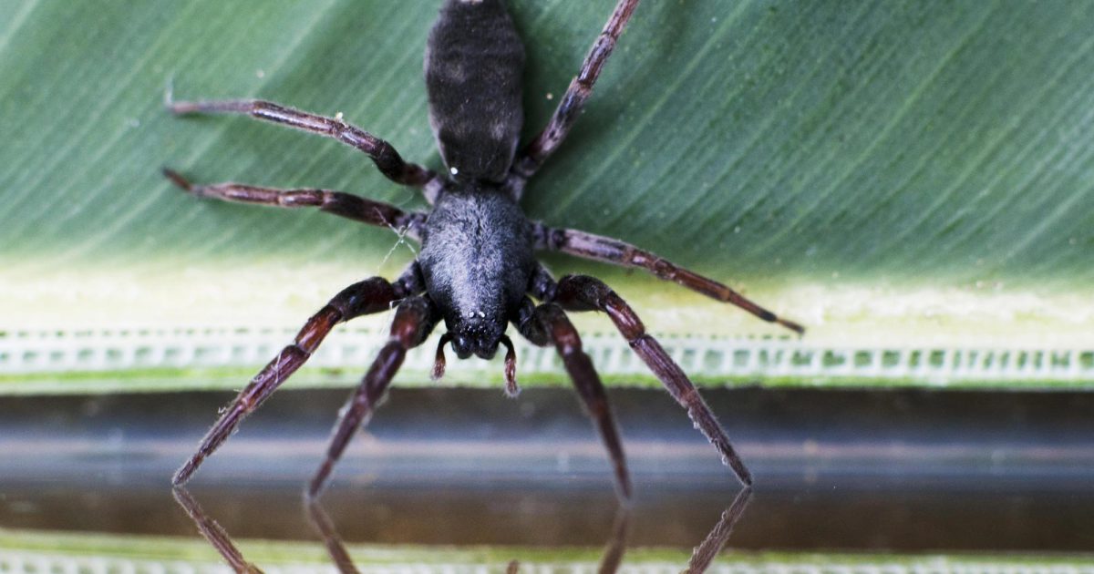 Spider Pest Control Christchurch | Get Rid of Spiders